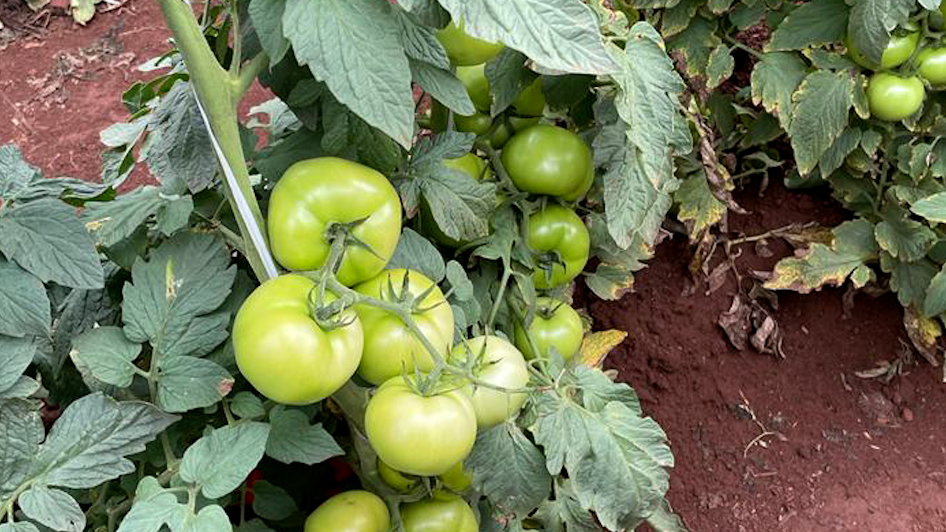 Traça-do-tomateiro: novo inseticida mostra eficácia no controle da ...