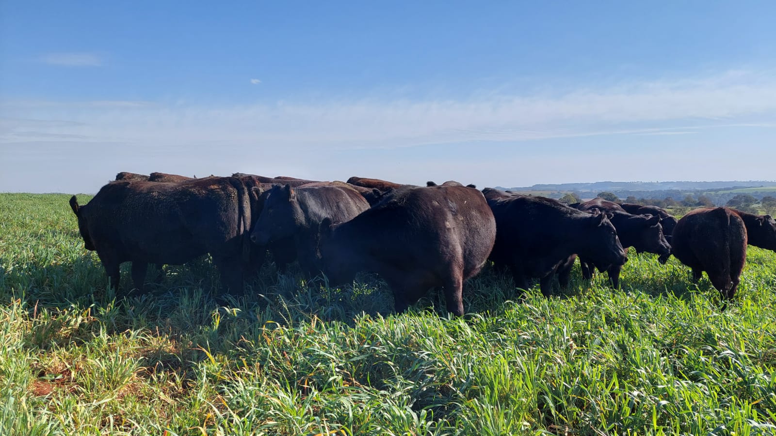 Confira a live que traz o melhor da raça Angus - Sou Agro