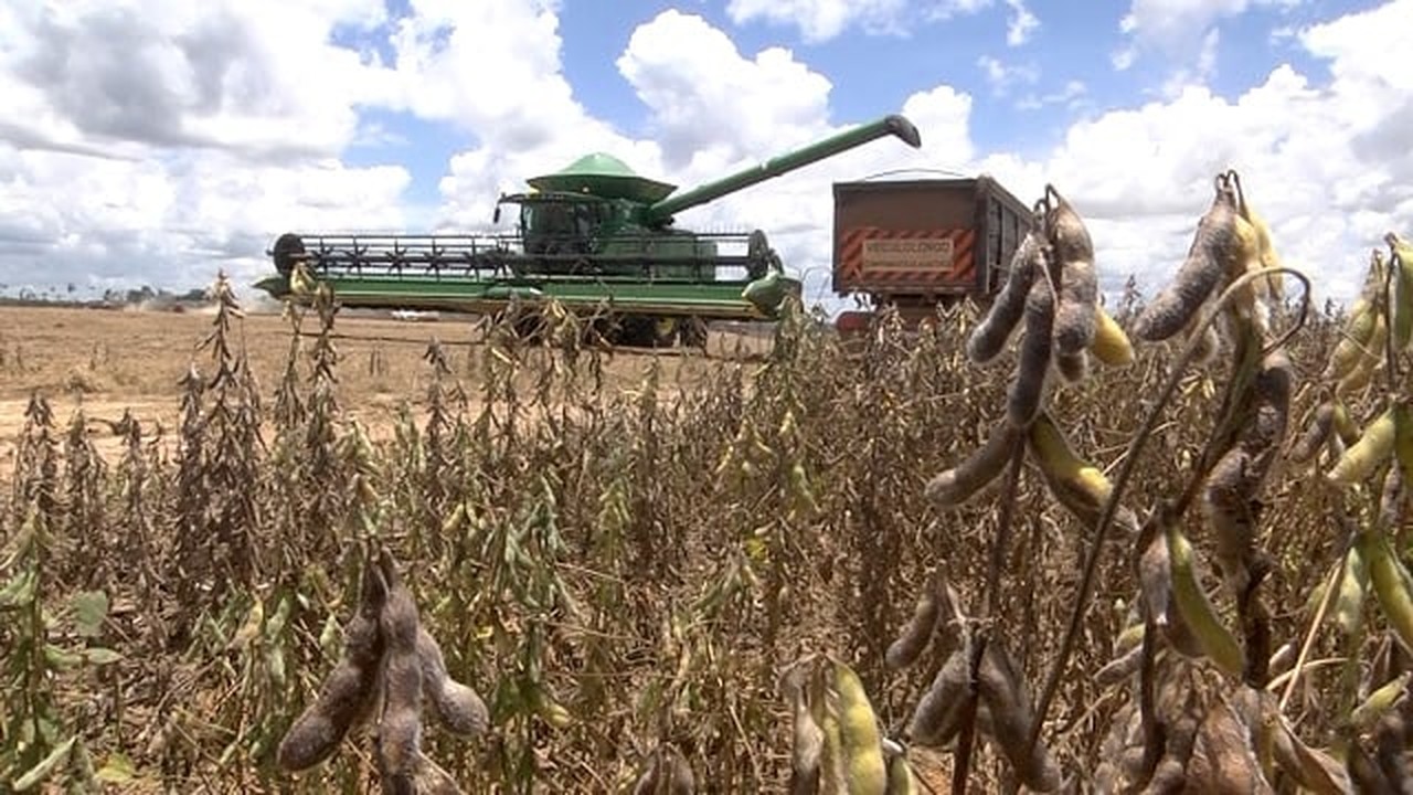 Soja: colheita no Mato Grosso chega a 96% - Sou Agro