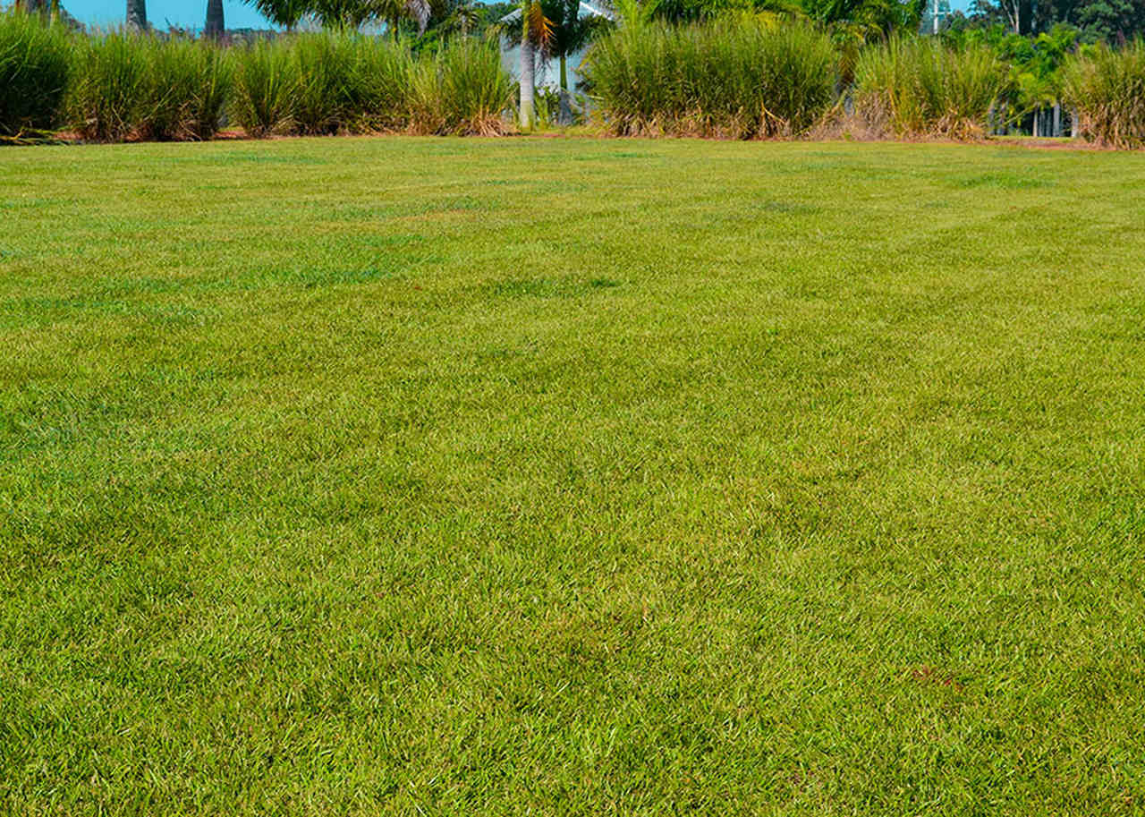 Novas variedades de gramas são ideais para uso em aeroportos e ...