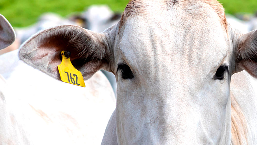 Campanha de atualização de cadastro de rebanho completou 13,9% de ...