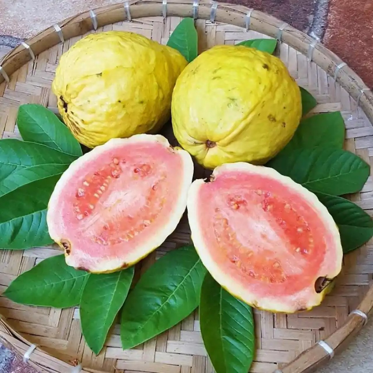 Impressionante: goiaba gigante pode chegar a mais de um quilo - Sou Agro