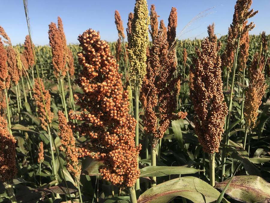 Sorgo como cultura estratégica é tema de seminário - Sou Agro