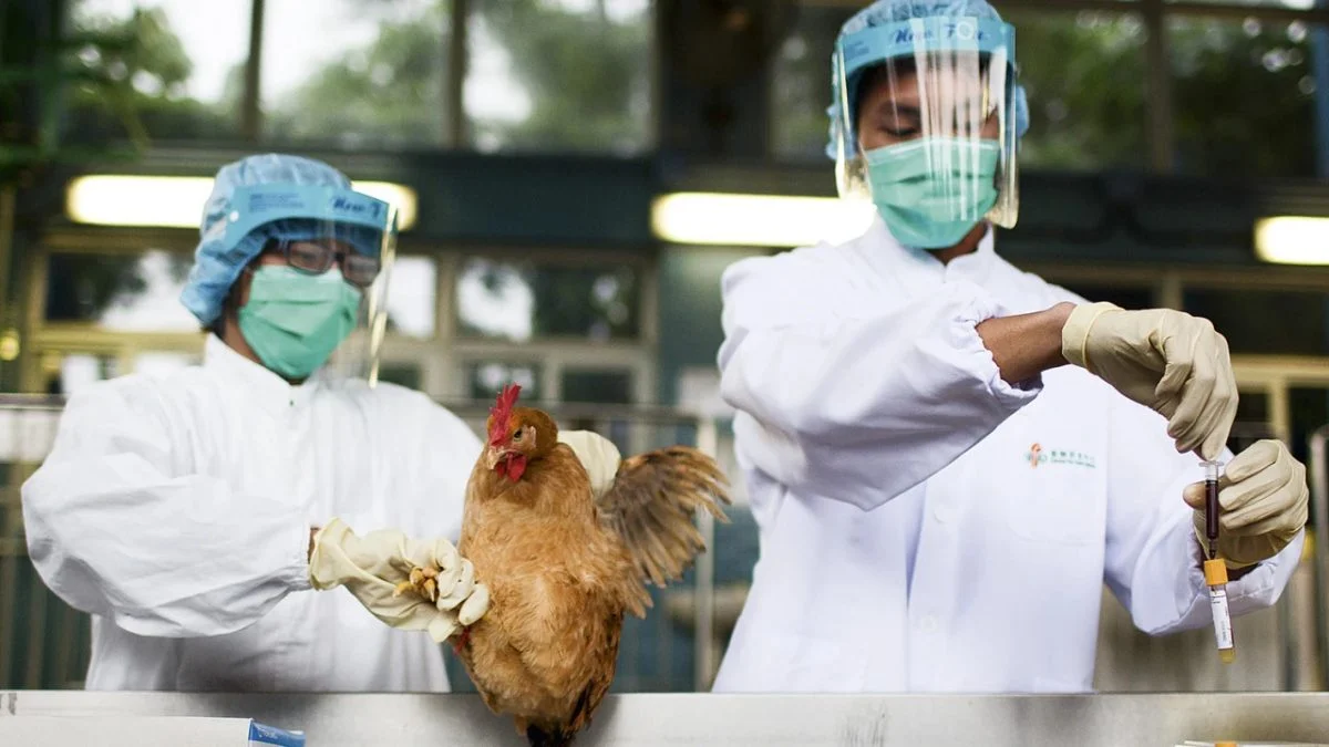 Gripe aviária: Japão altera restrições na compra de ovos e carne de ...