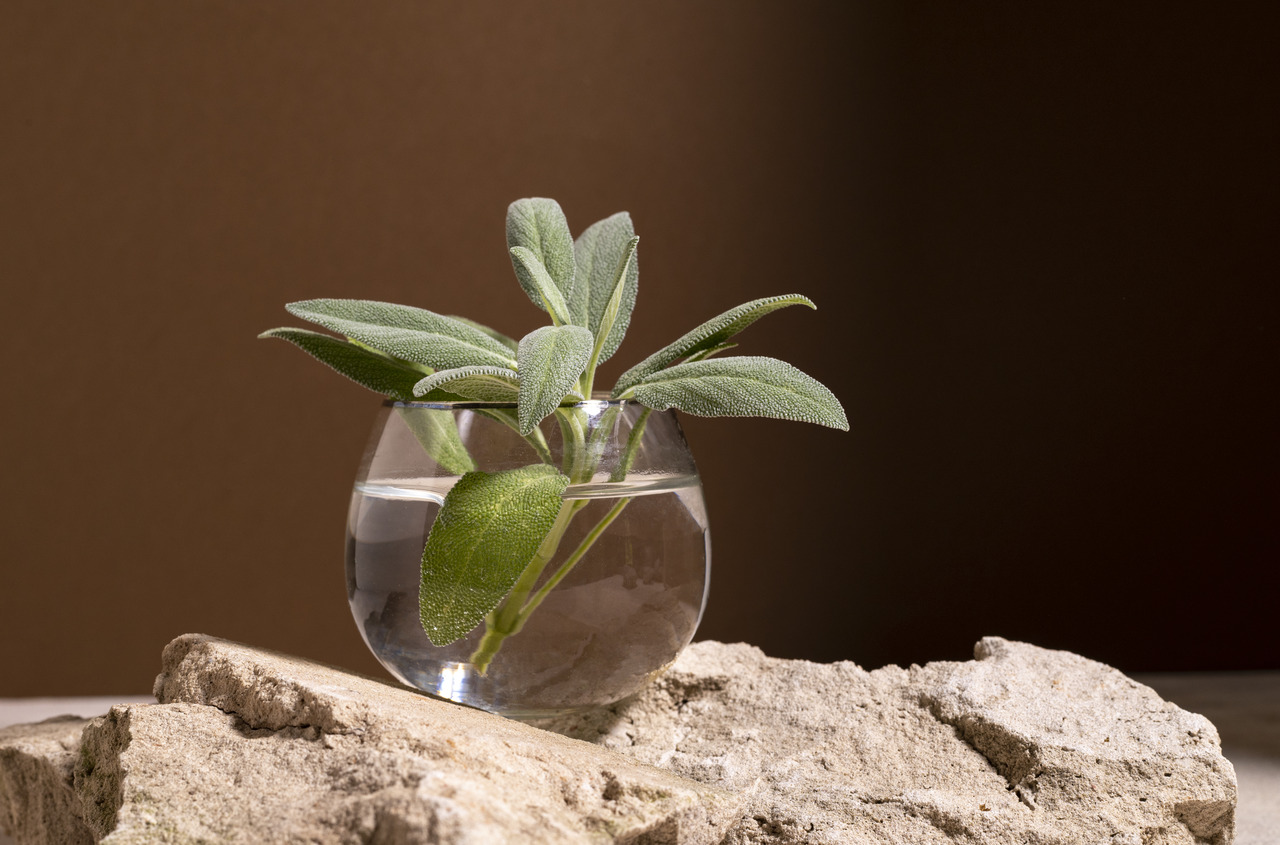 Cultivando plantas na água: um guia para iniciantes