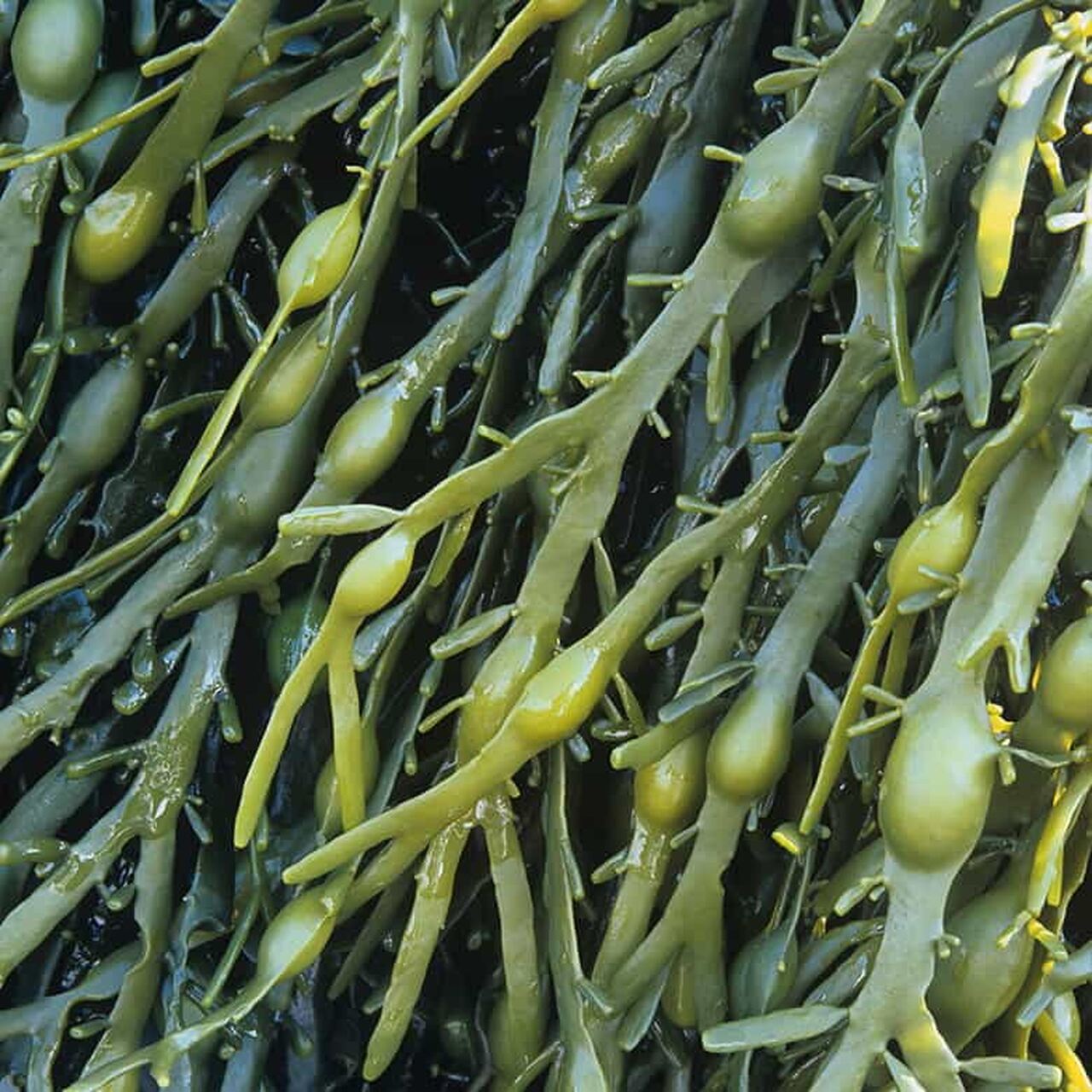 Alga marinha potencializa produtividade na agricultura