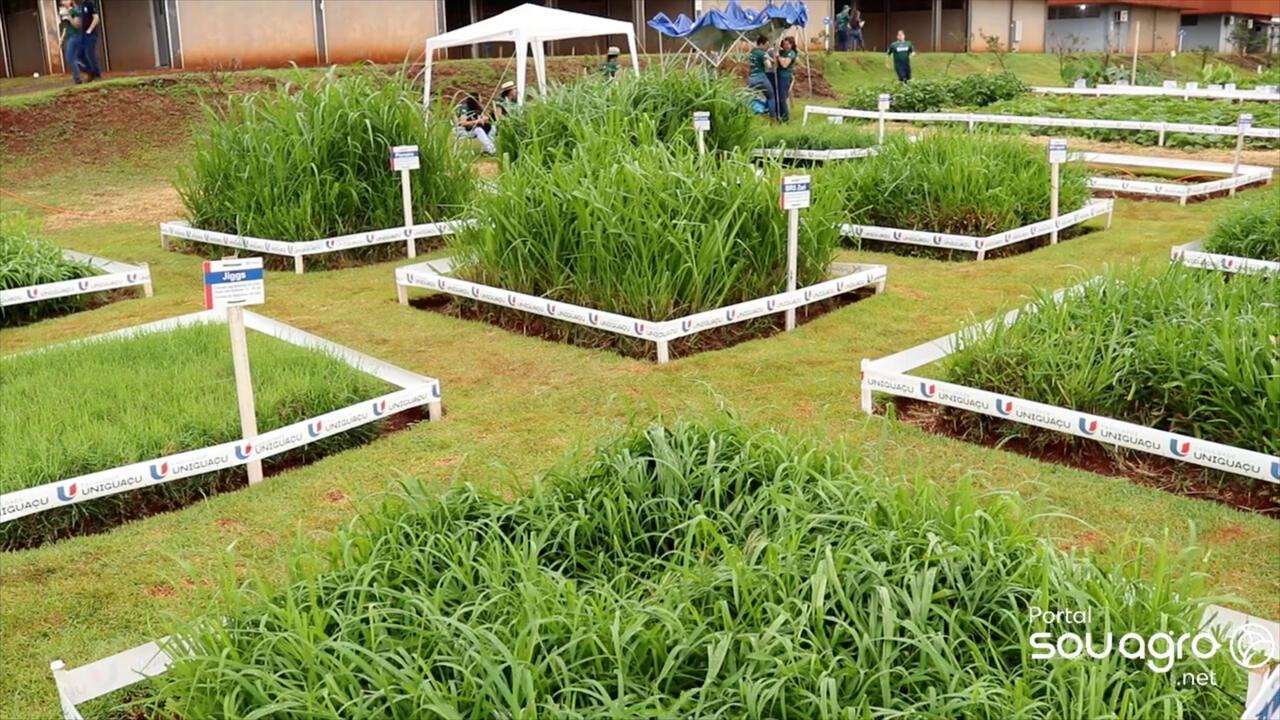 Conheça a forragem que se adapta a vários tipos de solos e tem ...