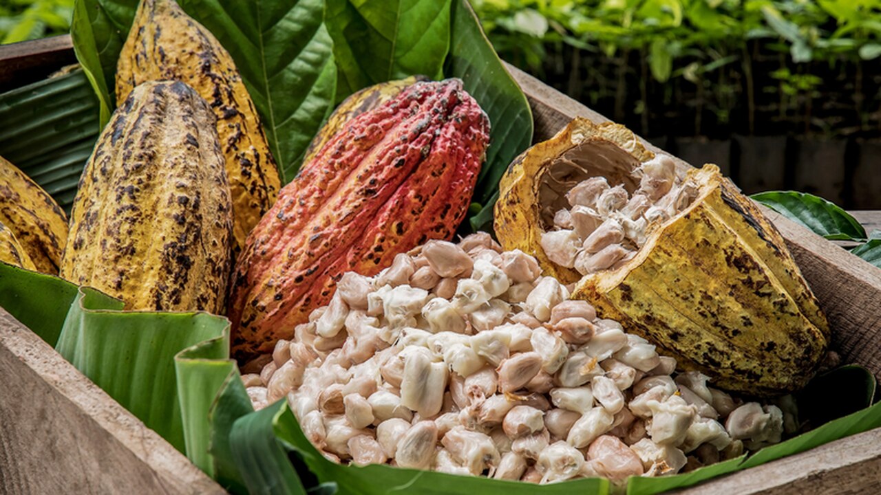 Brasileiro e premiado: conheça a trajetória do cacau - Sou Agro