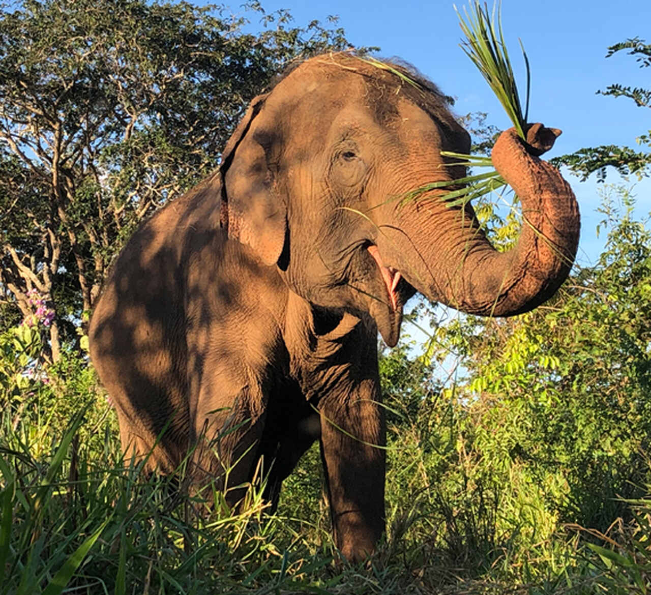 Elefanta que vivia em santuário morre aos 52 anos após eutanásia no MT ...